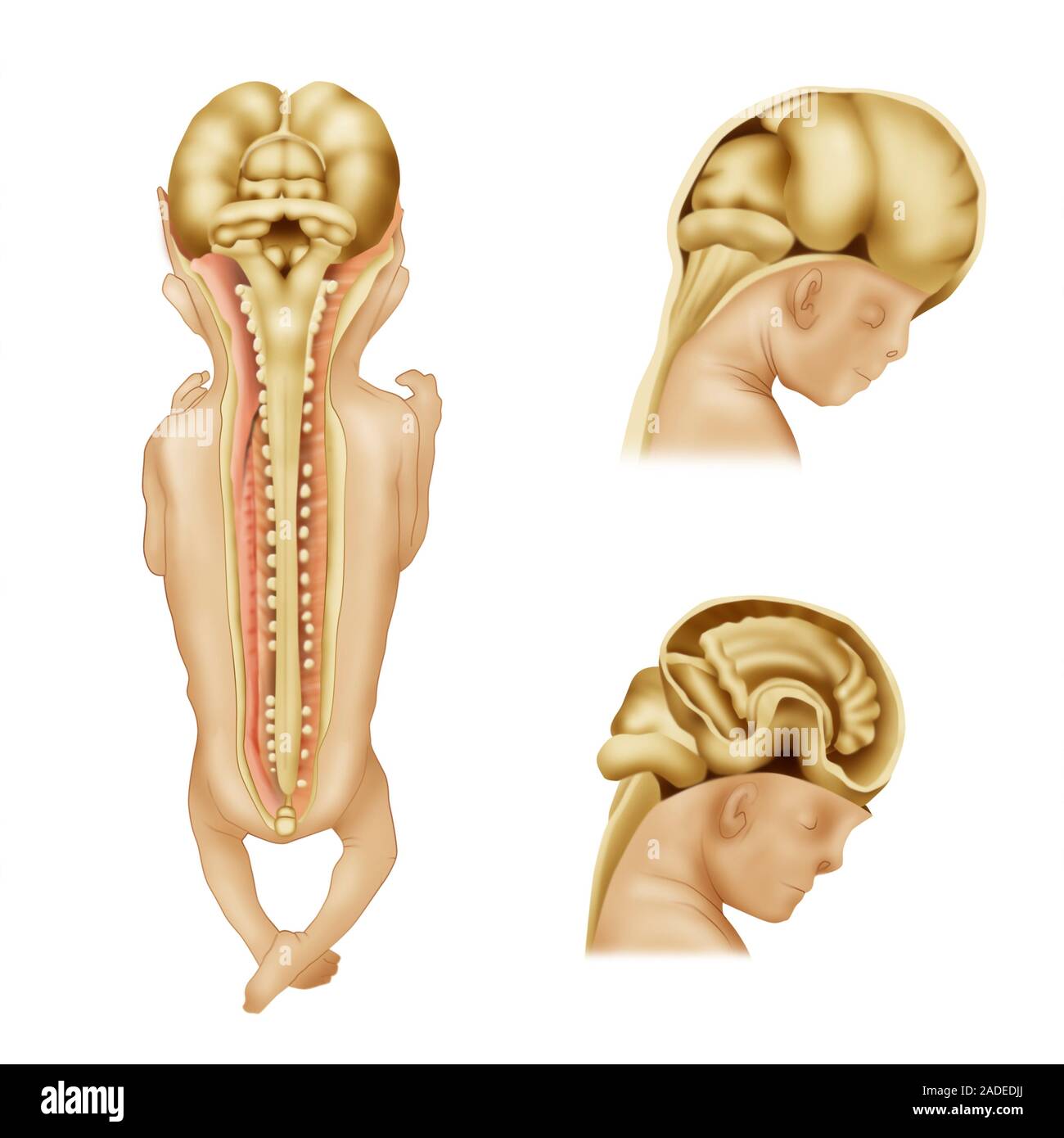 Central nervous system development, illustration. The developing baby is known as a foetus from ...