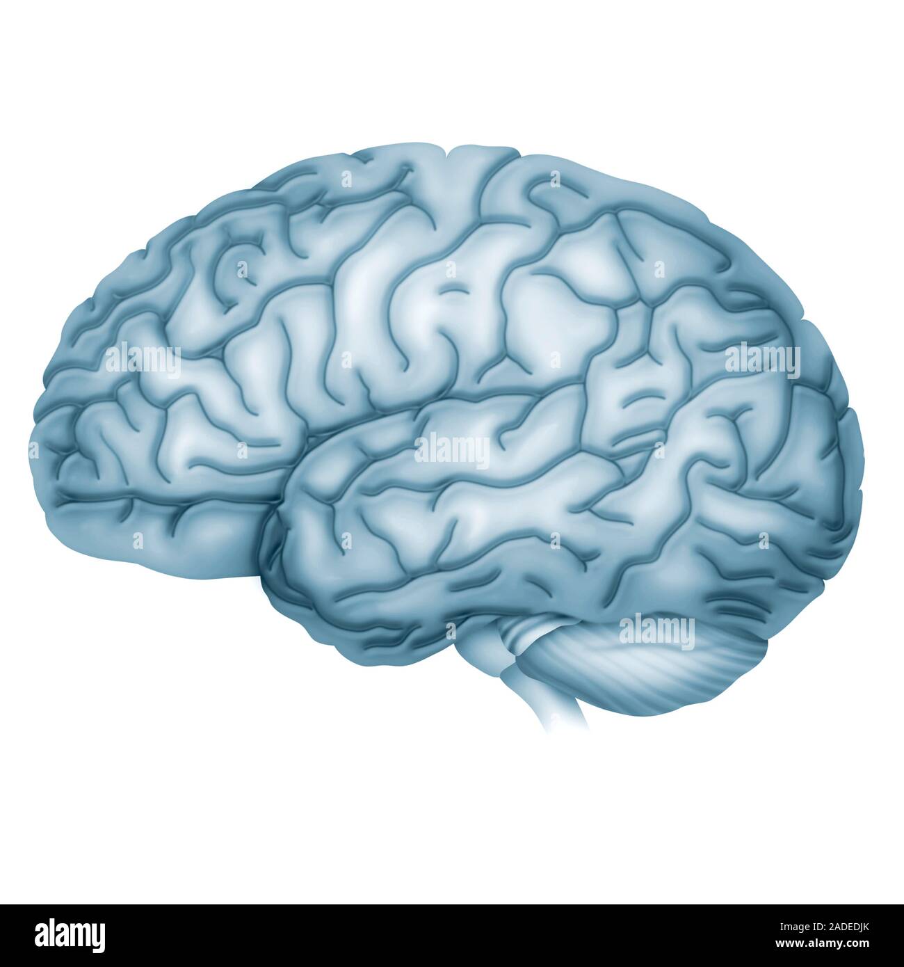 Human brain, illustration. The front of the brain is at left, in this ...