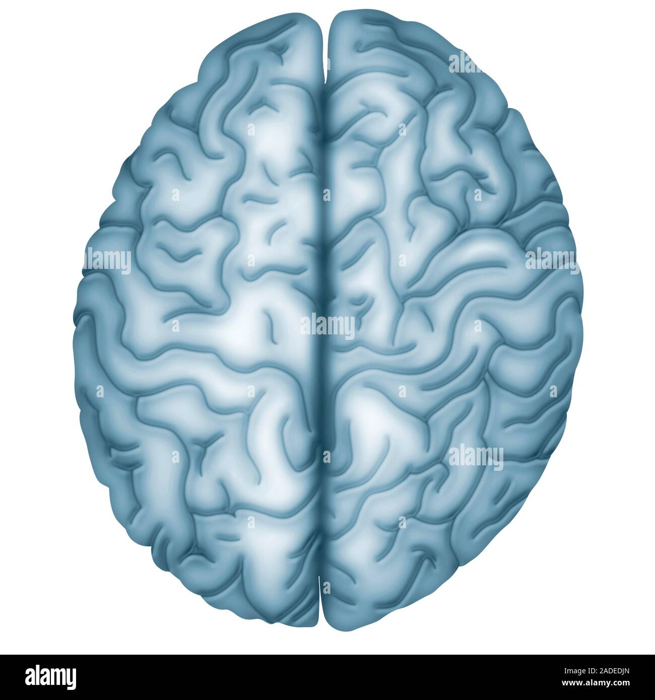 Human brain, illustration. The front of the brain is at top. This view ...