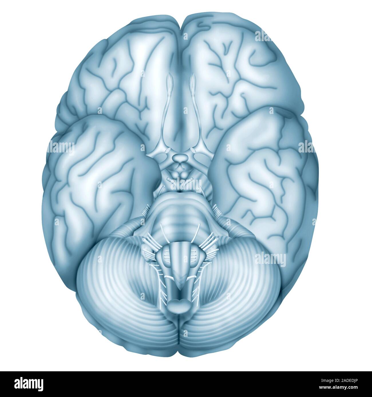 Human brain, illustration. The front of the brain is at top, in this ...