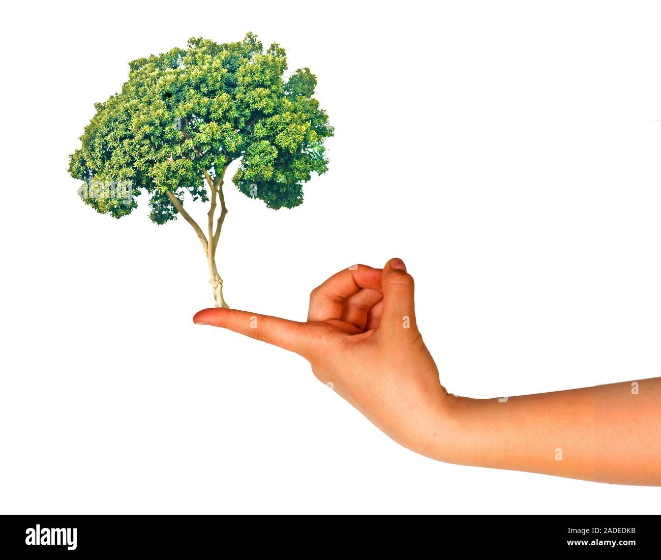 Tree on finger Stock Photo - Alamy