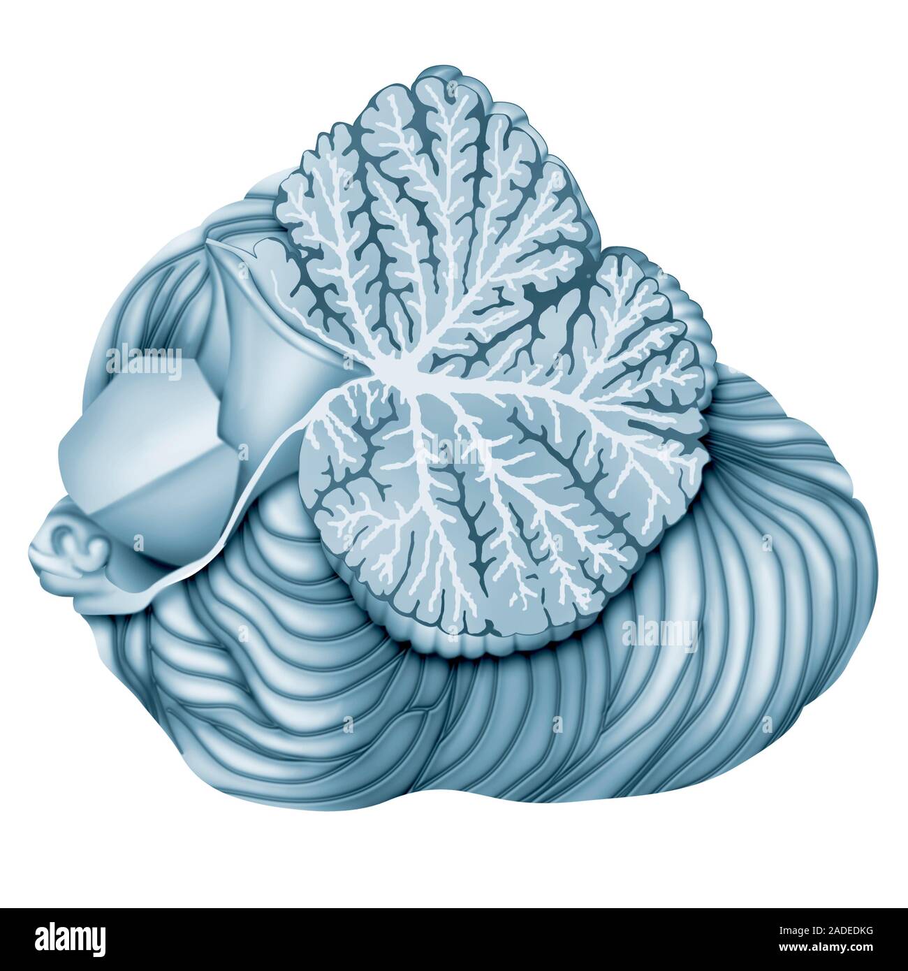 Cerebellum. Illustration showing a median sagittal section through the ...