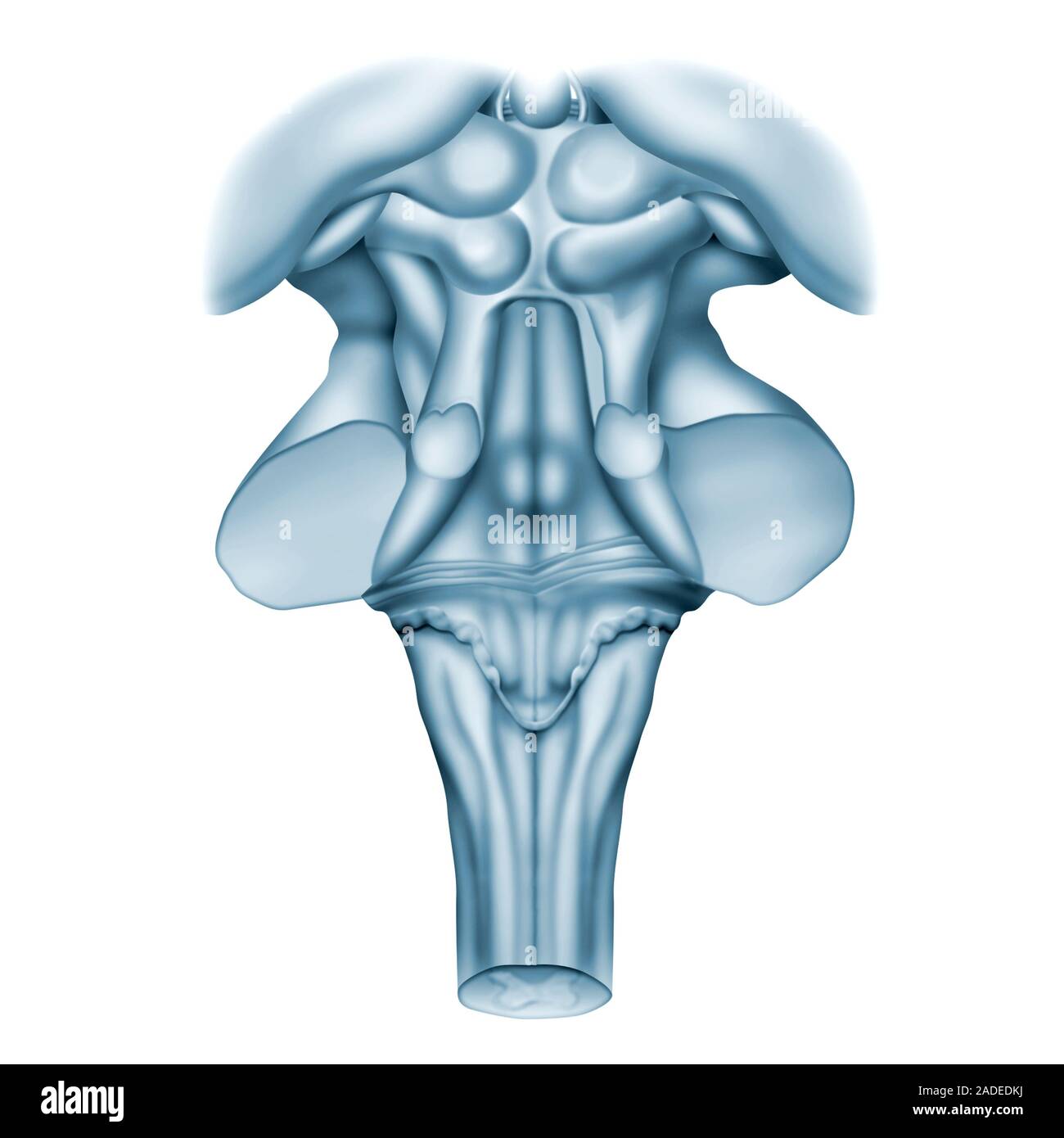 Fourth ventricle of the brain, illustration. The ventricles are spaces ...