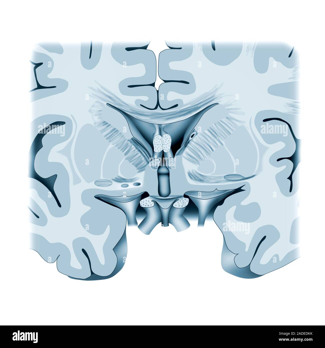 Corpus striatum. Illustration showing a frontal (coronal) section ...