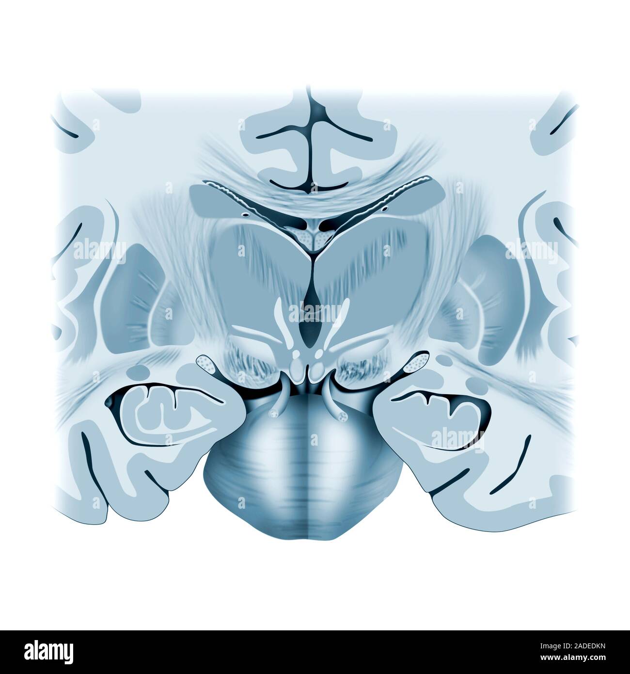 Mammillary bodies. Illustration showing a frontal (coronal) section ...