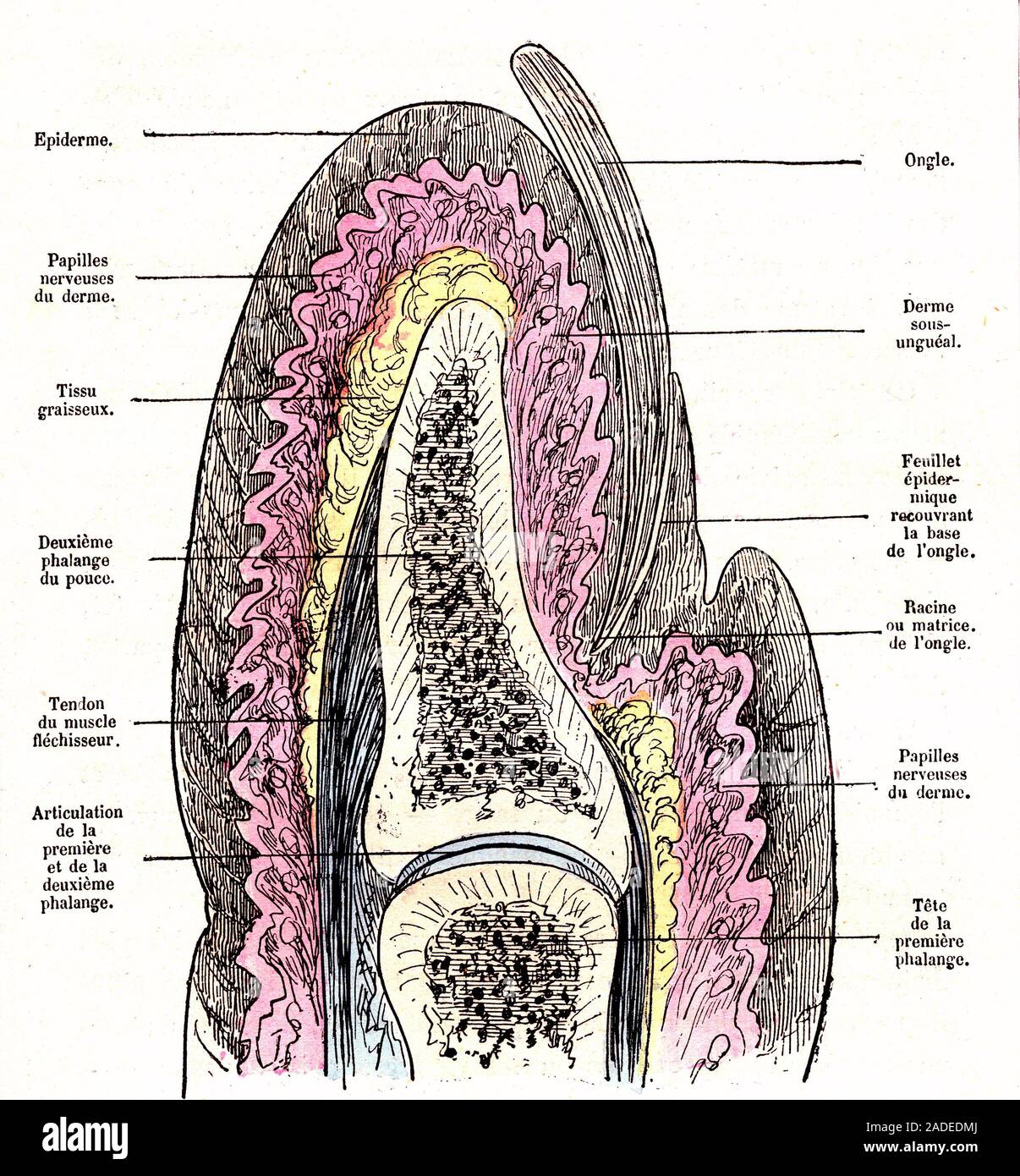 Thumb anatomy, 19th-century illustration. This vertical section passes ...