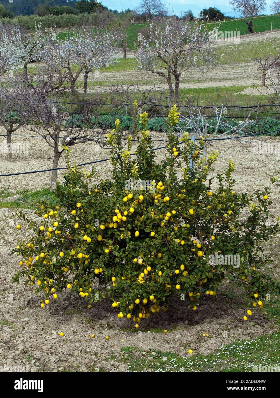 Lemon Tree High Resolution Stock Photography and Images - Alamy
