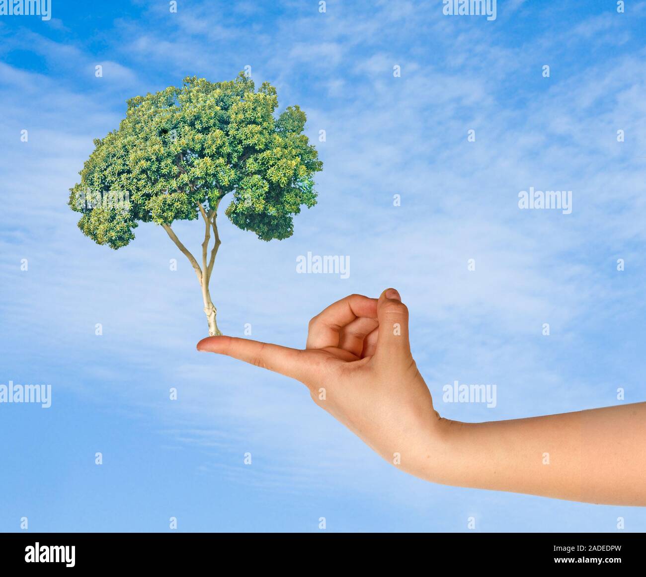 Tree on finger Stock Photo - Alamy