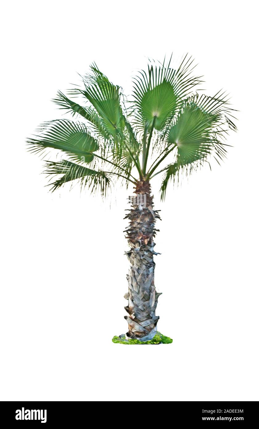 Palm isolated on white background Stock Photo - Alamy