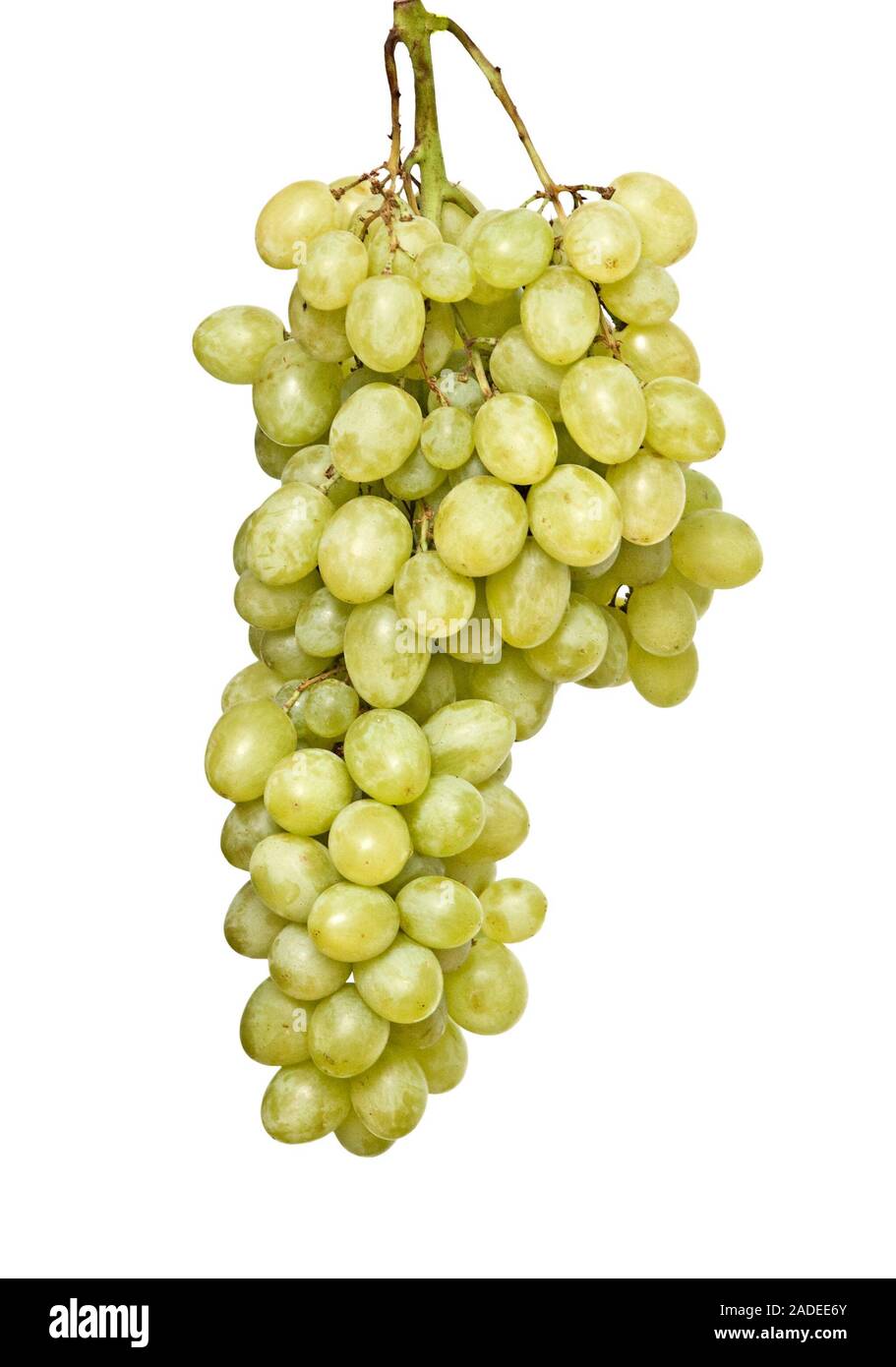 Grapevine isolated on white background Stock Photo - Alamy