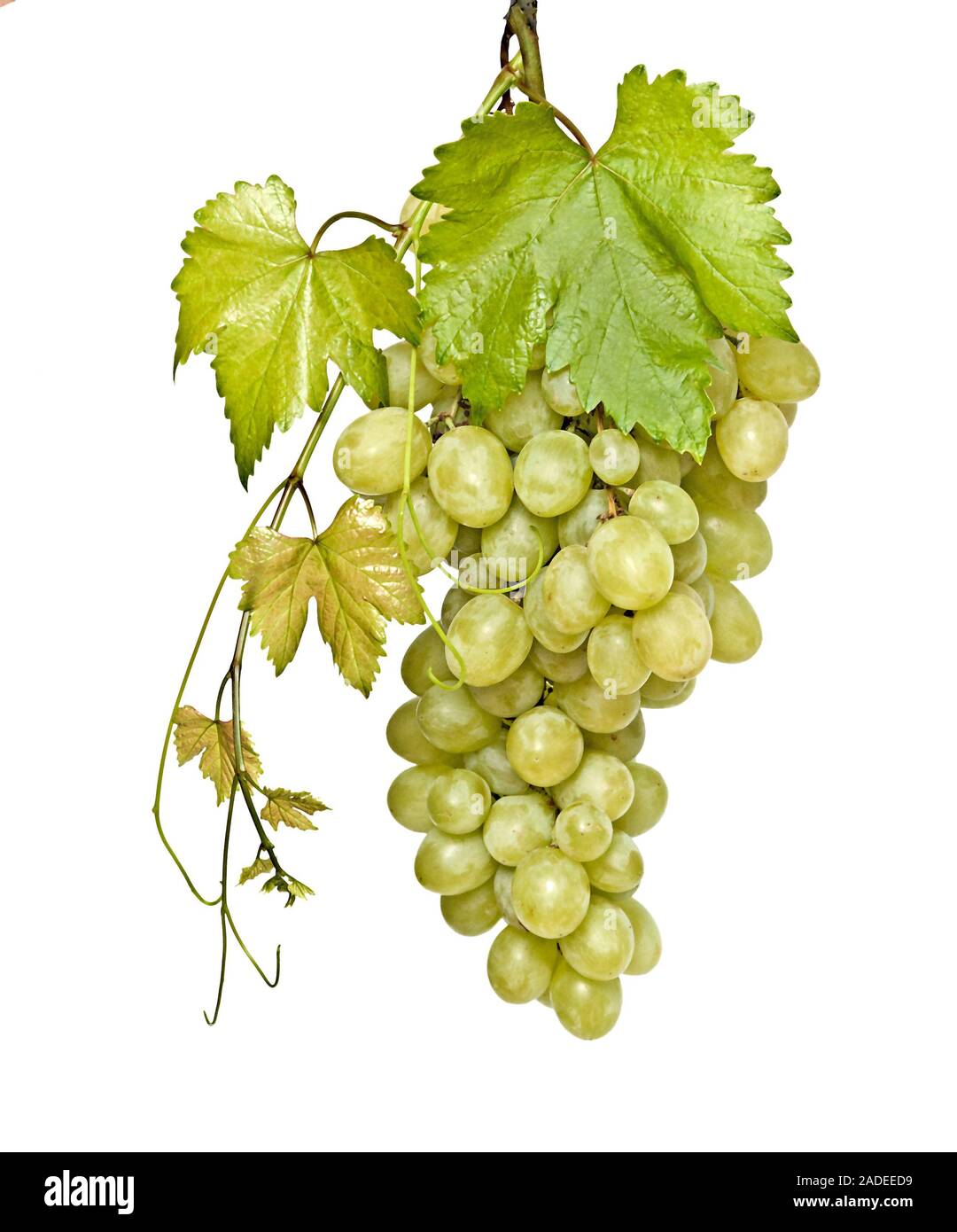Grapevine isolated on white background Stock Photo - Alamy