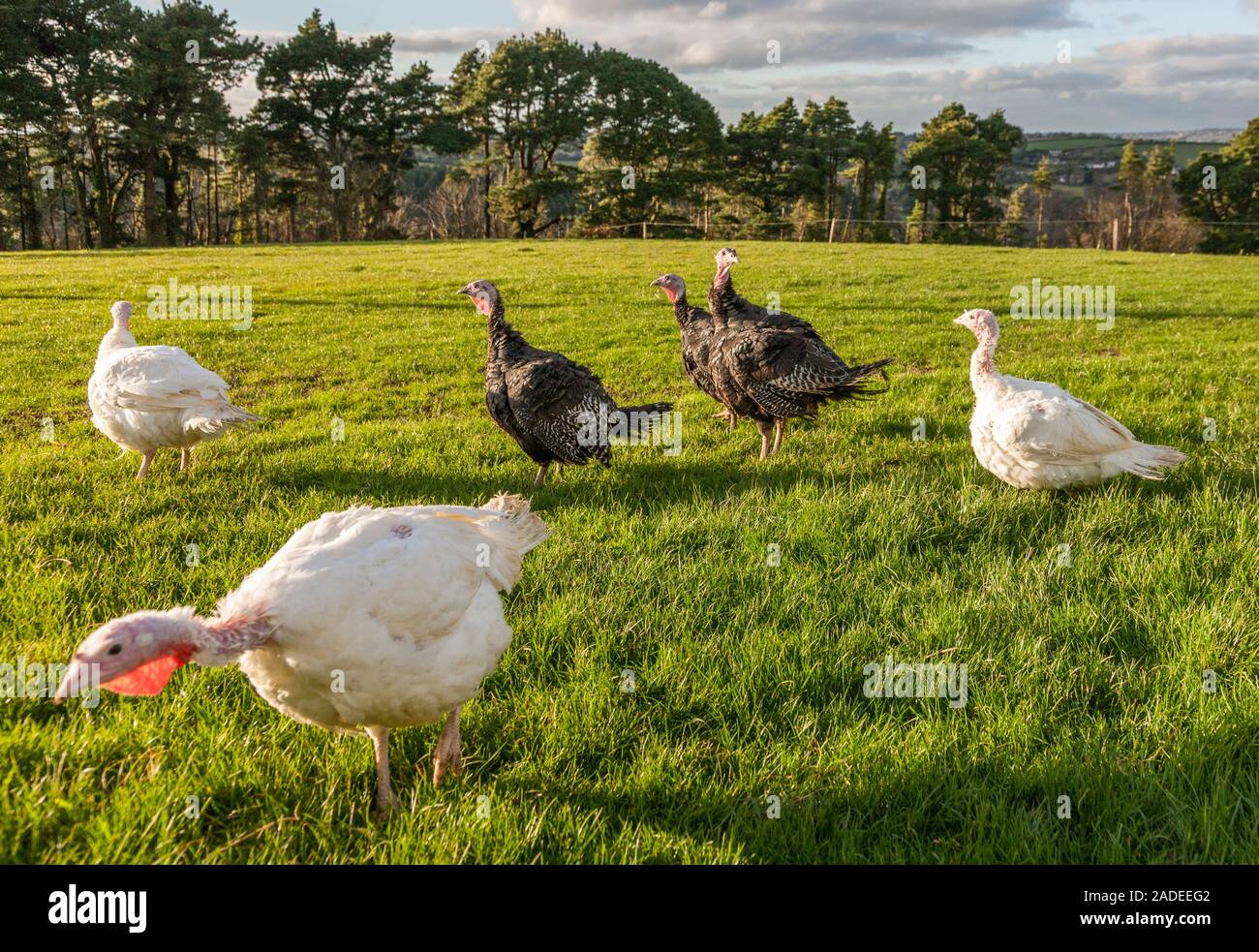 Poultry farm ireland hi-res stock photography and images - Alamy