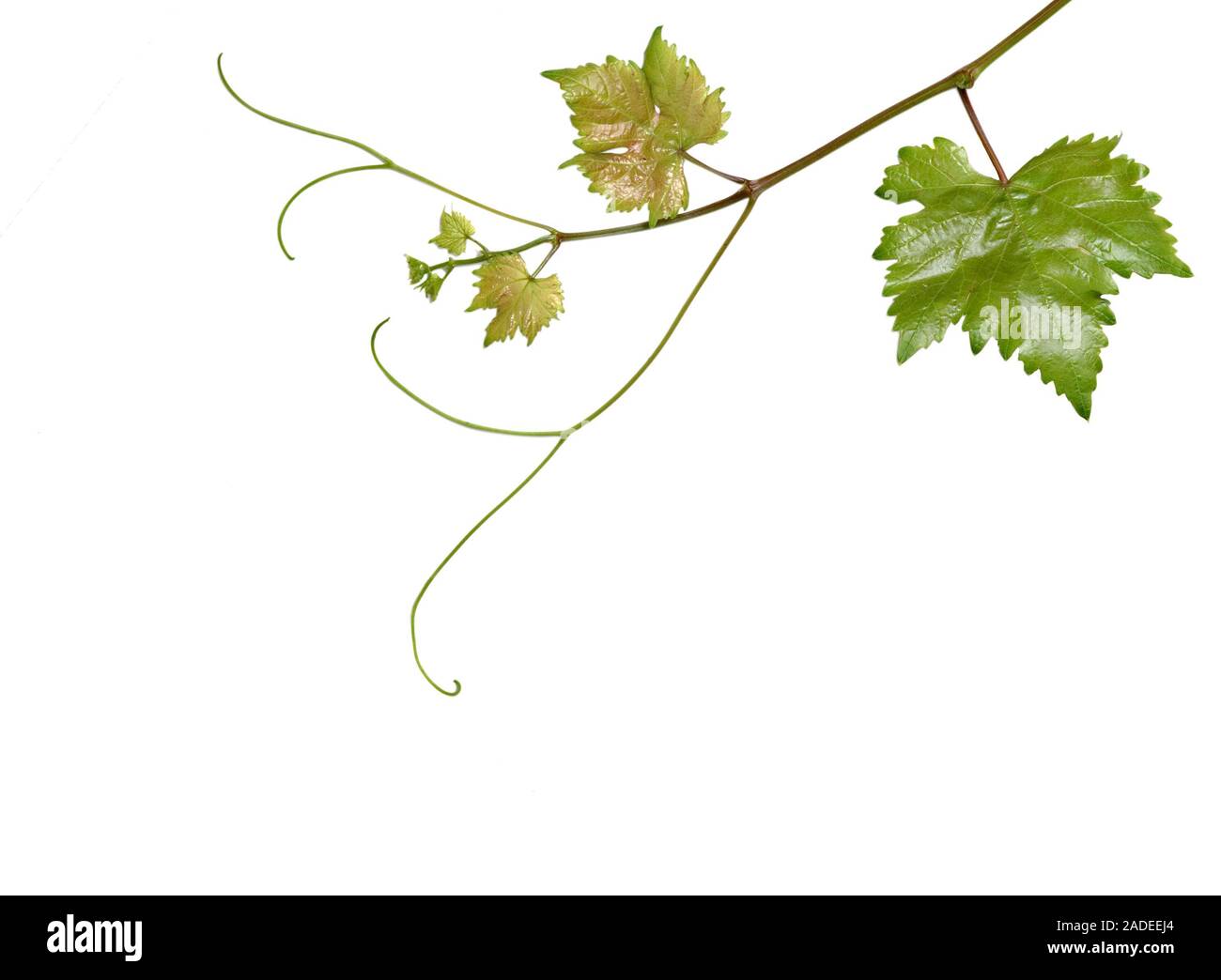 Vine isolated on white background Stock Photo - Alamy