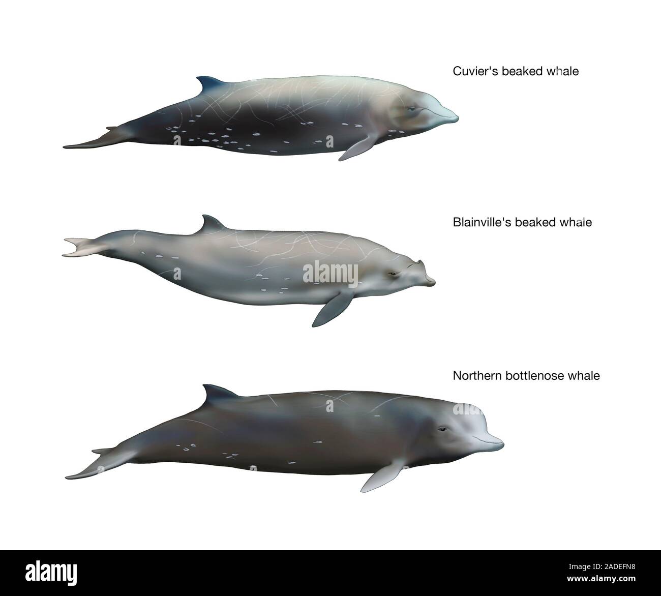 Beaked whales, illustration: Cuvier's beaked whale (Ziphius cavirostris), Blainville's beaked ...