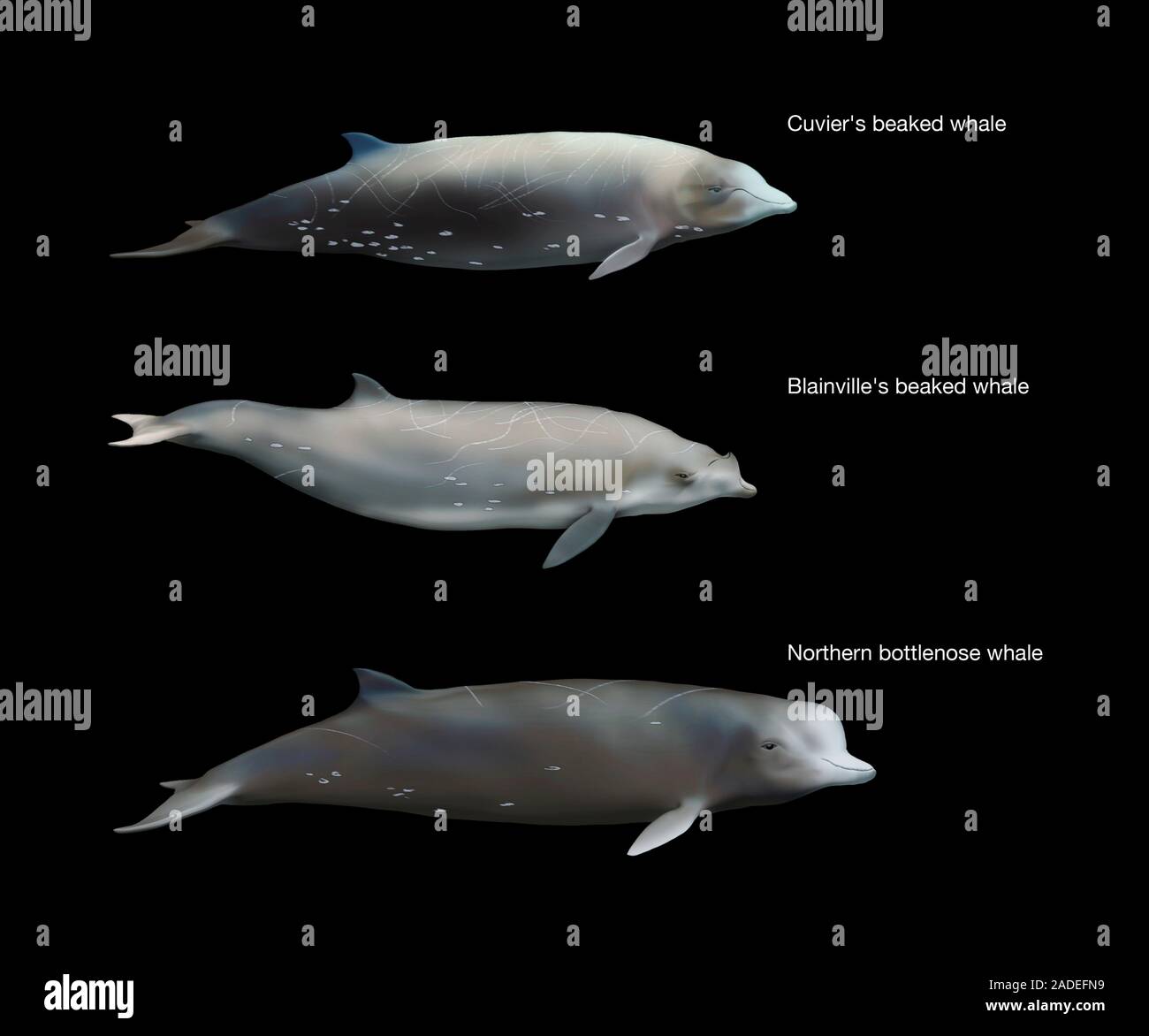 Beaked whales, illustration: Cuvier's beaked whale (Ziphius cavirostris), Blainville's beaked ...