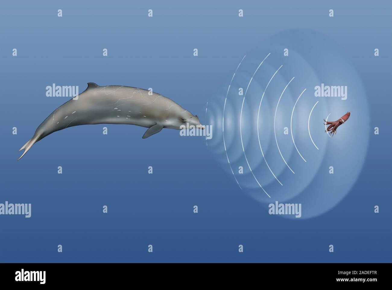 Whale sonar. Artwork illustrating the sonar mechanism used by whales to ...