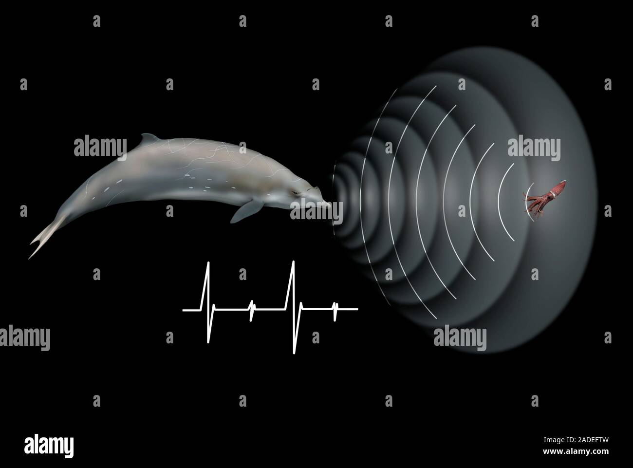 Whale sonar. Artwork illustrating the sonar mechanism used by whales to ...