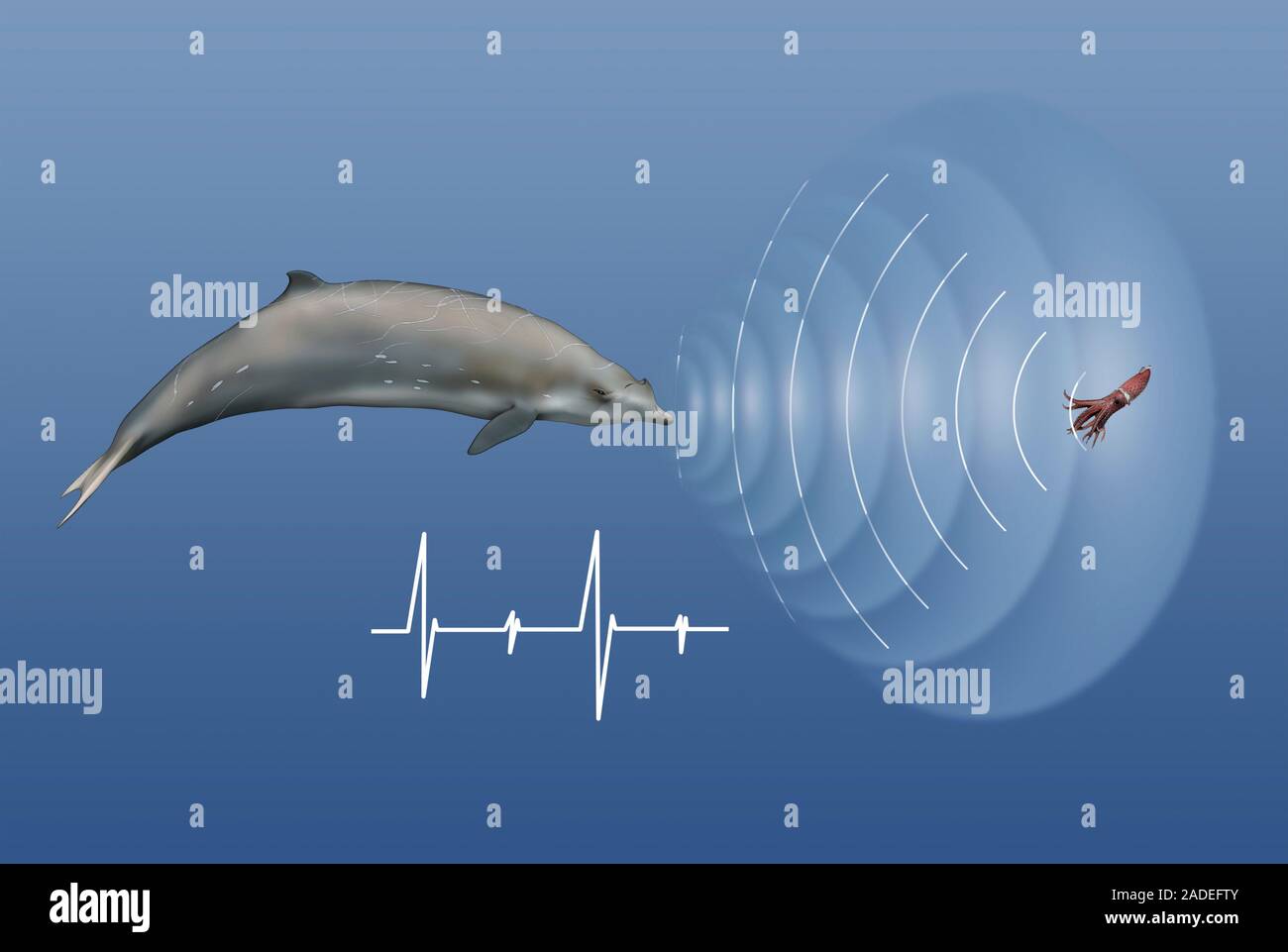 Whale sonar. Artwork illustrating the sonar mechanism used by whales to ...