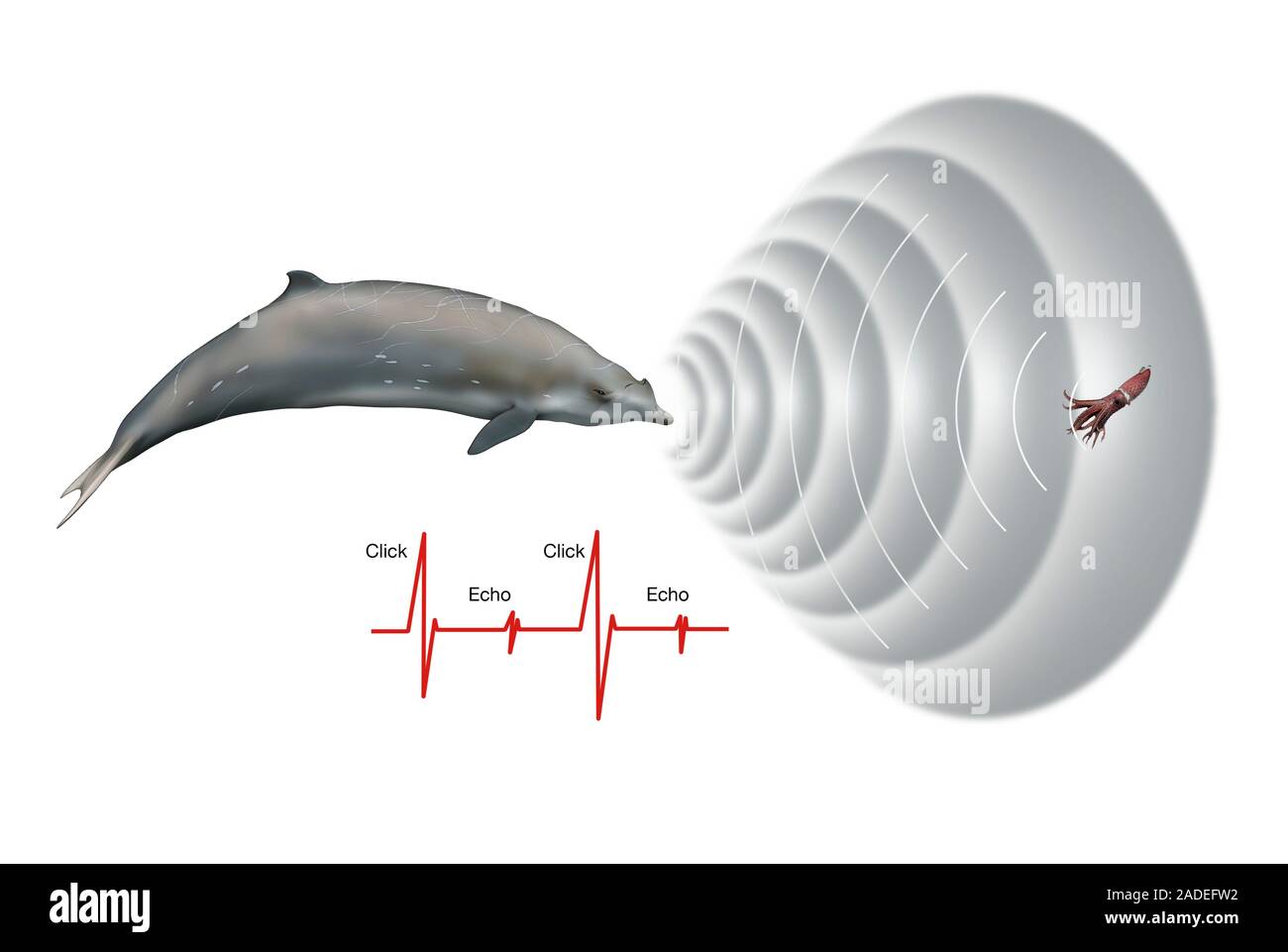Whale sonar. Artwork illustrating the sonar mechanism used by whales to ...