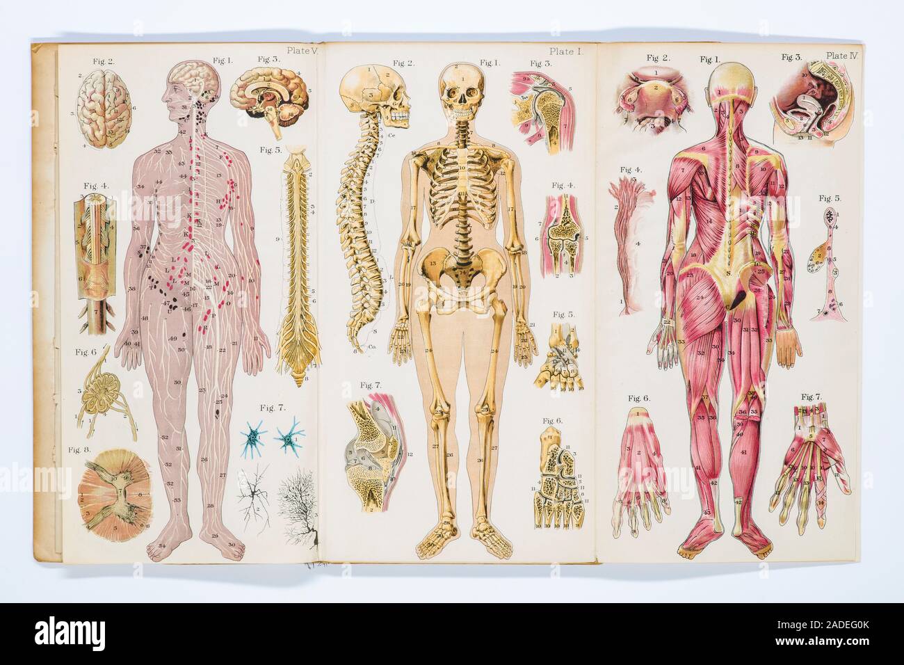 Illustration of 'The anatomy and Physiology of the Female body'. The ...