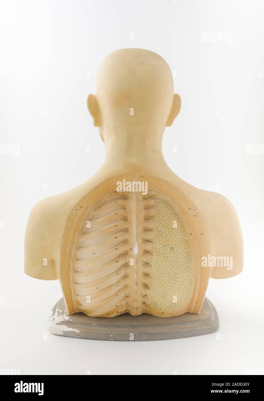 Anatomical model of head and upper torso, back view, 20th century Stock ...