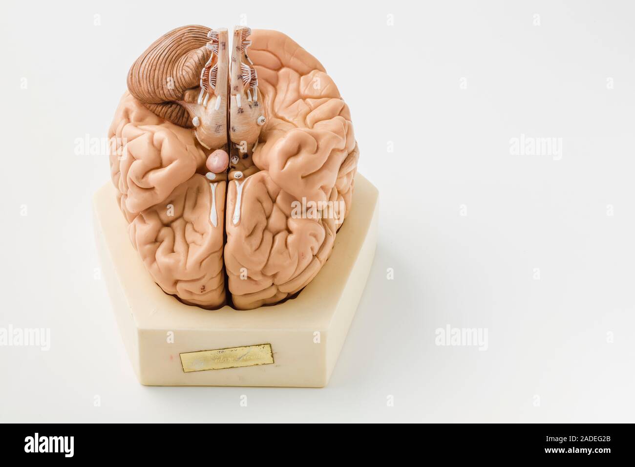 Anatomical model of the brain, 20th century Stock Photo - Alamy