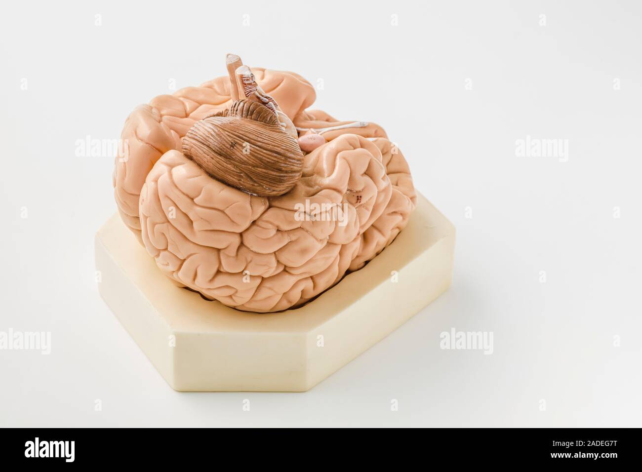 Anatomical model of the brain, 20th century Stock Photo - Alamy