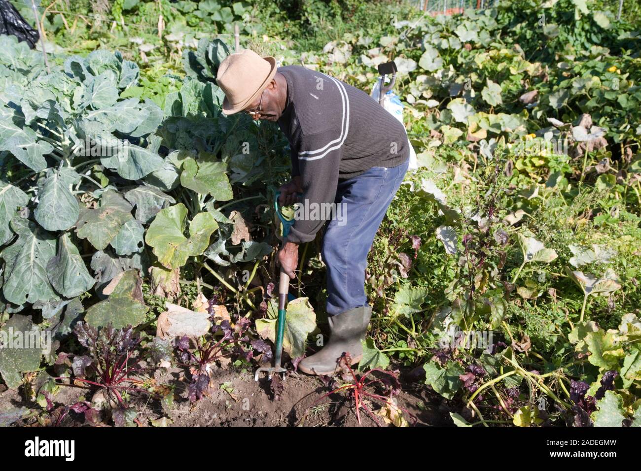 Older man digging his allotment Stock Photo - Alamy