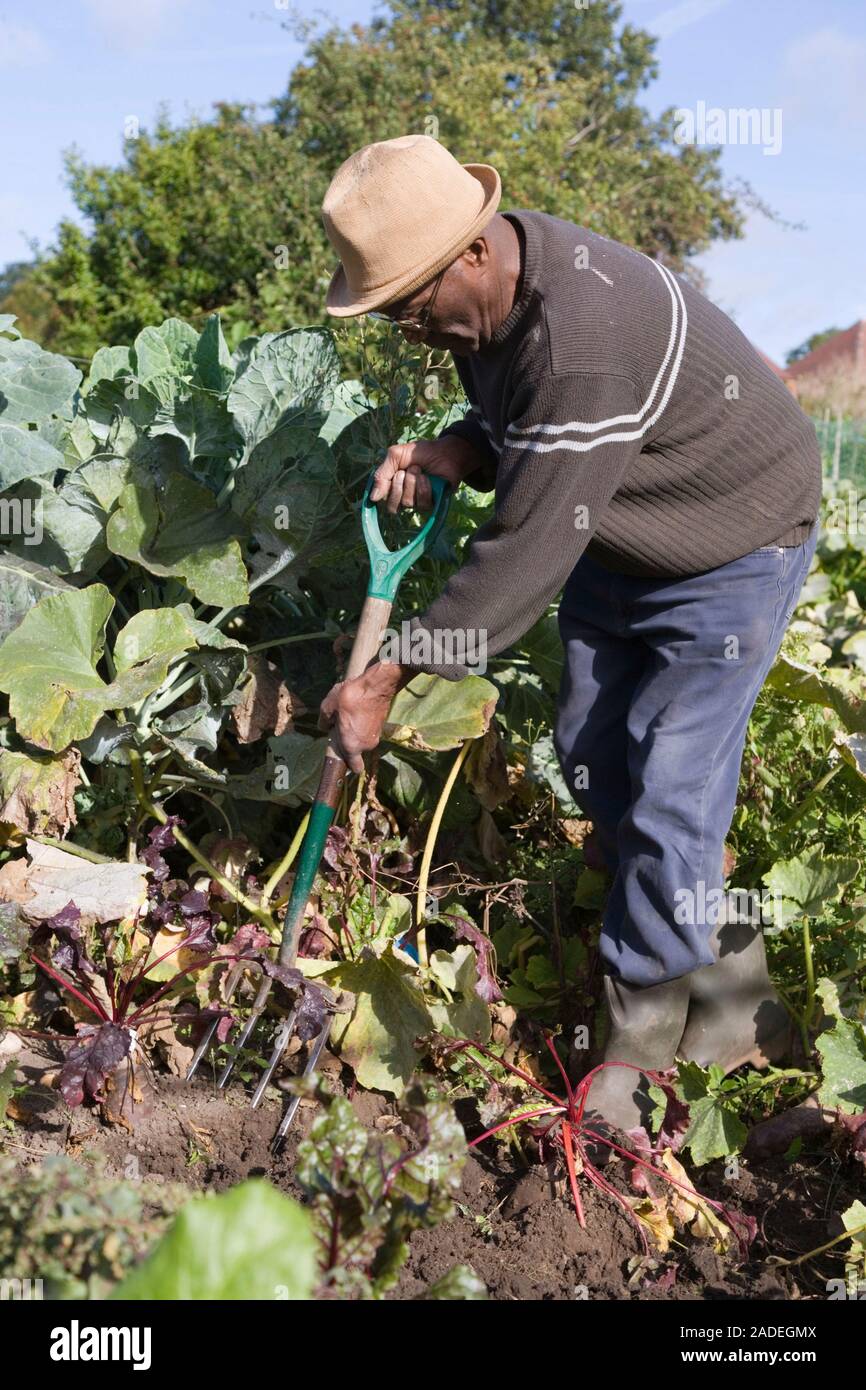Older man digging his allotment Stock Photo - Alamy