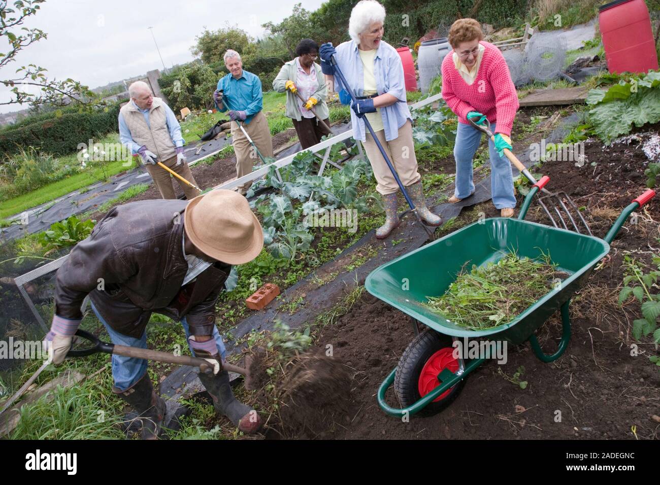 Group of older people working at the Allotment 'Green Gym' Stock Photo ...