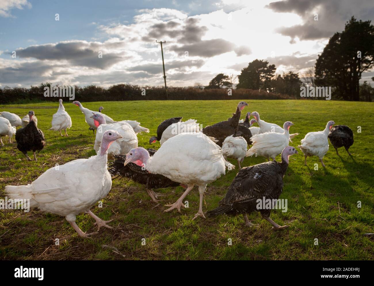 East co cork rural hi-res stock photography and images - Alamy