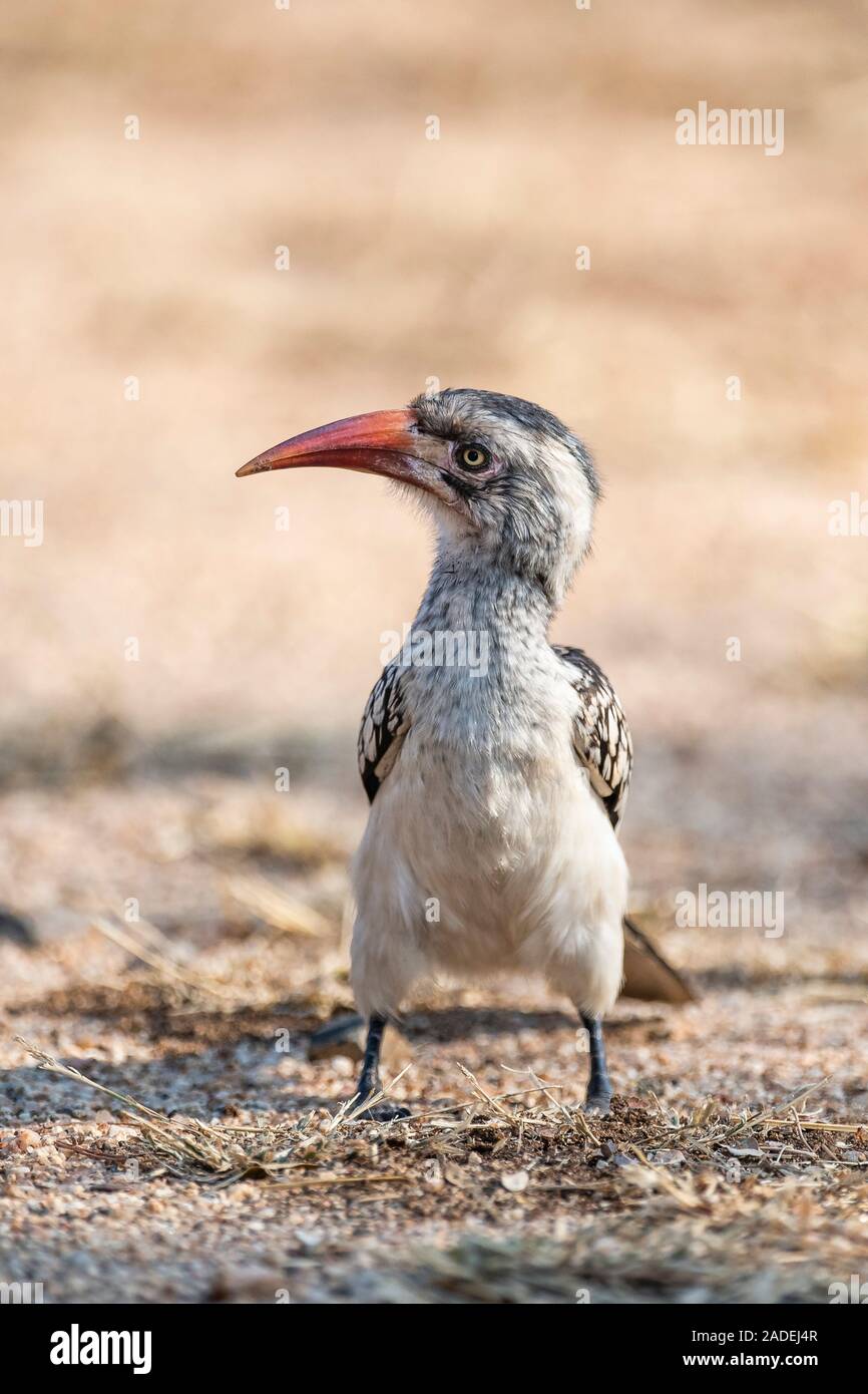 Southern red-billed hornbill (Tockus rufirostris), Satara, Kruger ...