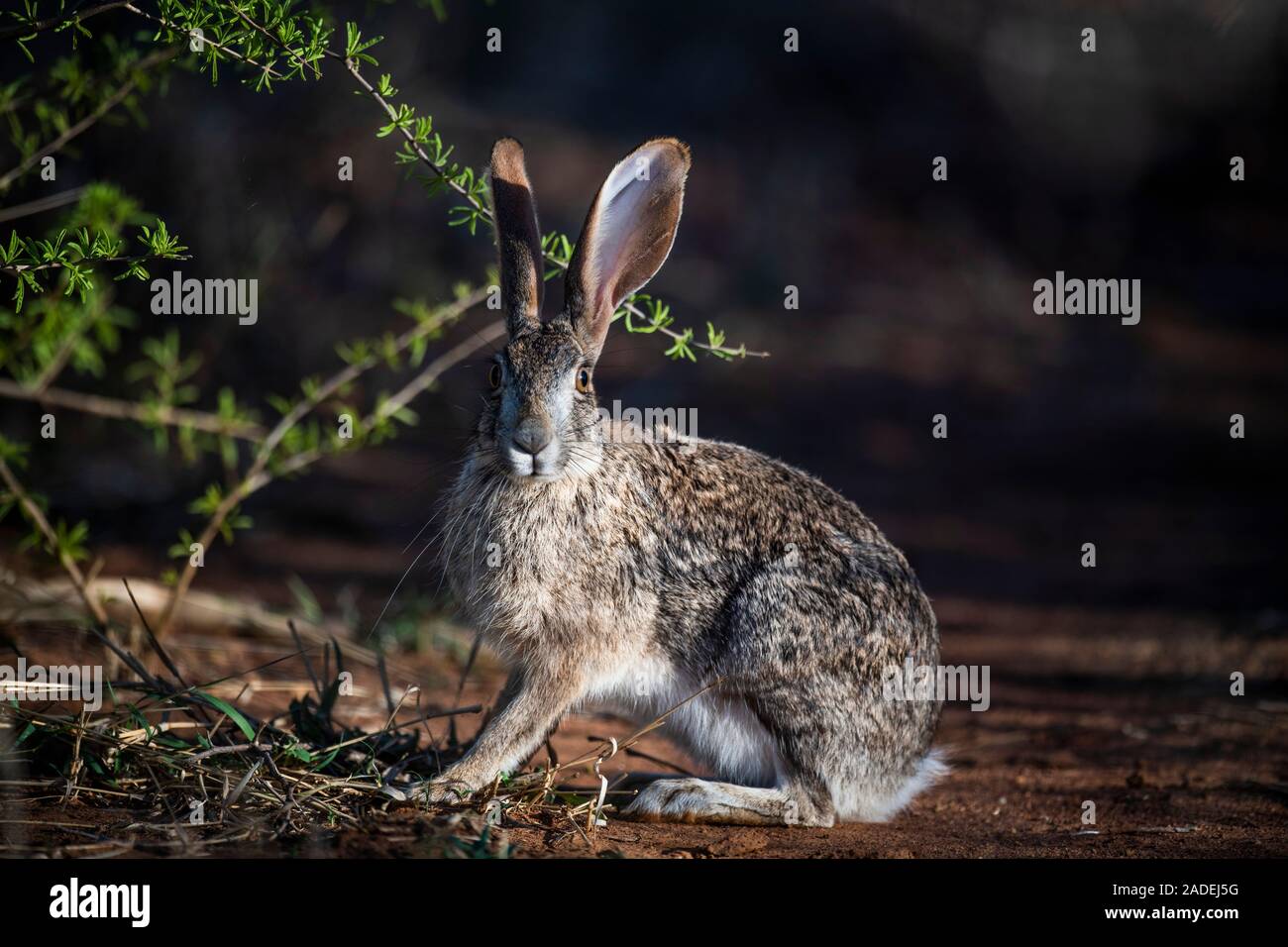 Scrub hare (Lepus saxatilis), Madikwe Game Reserve, North West Province ...