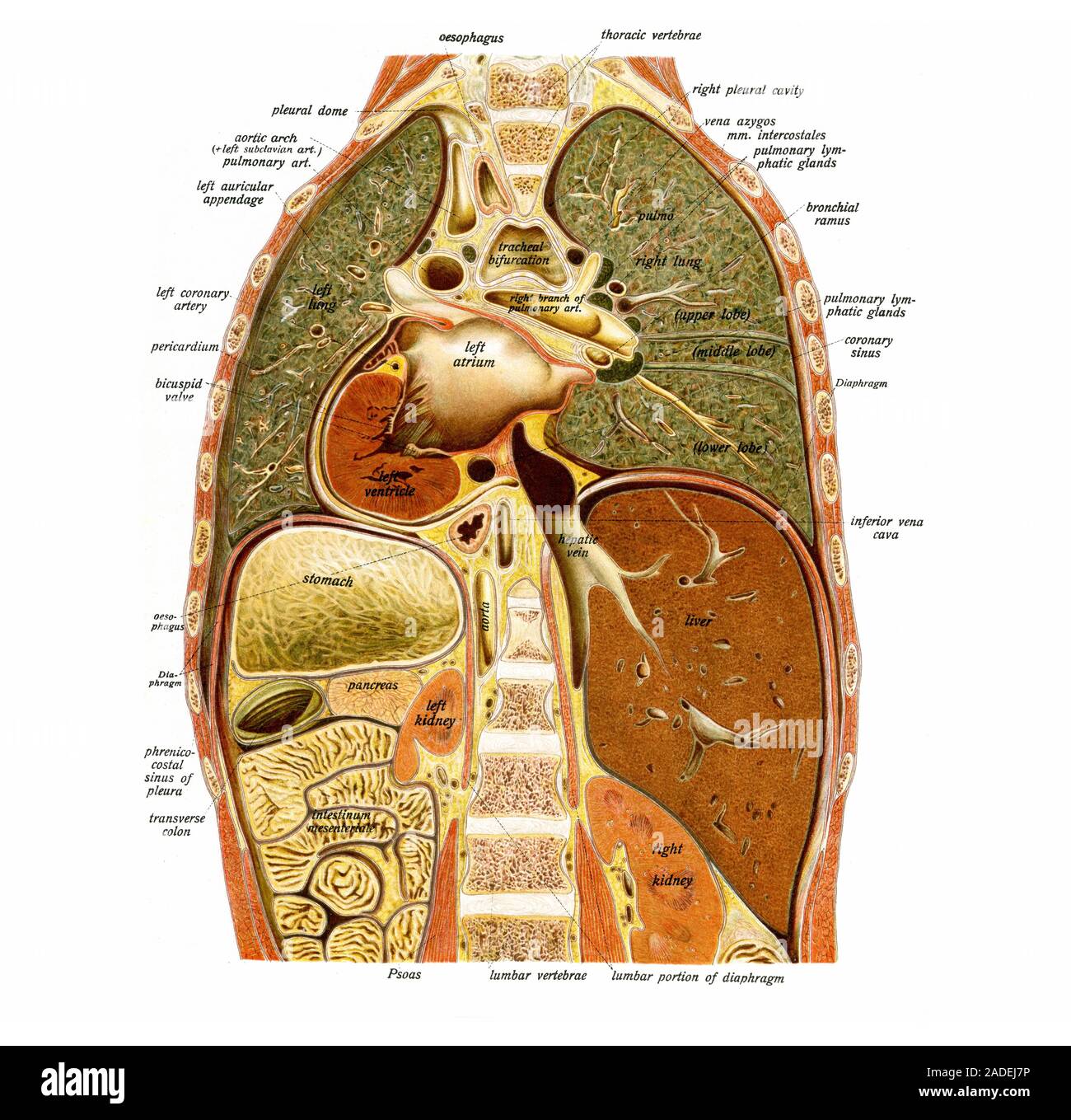 Illustration of the anatomy of the thorax and abdomen seen from behind ...
