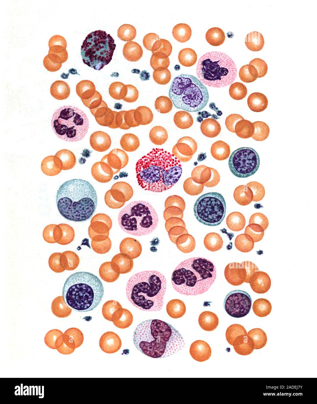 Artwork showing the morphology of formed elements of human blood as ...