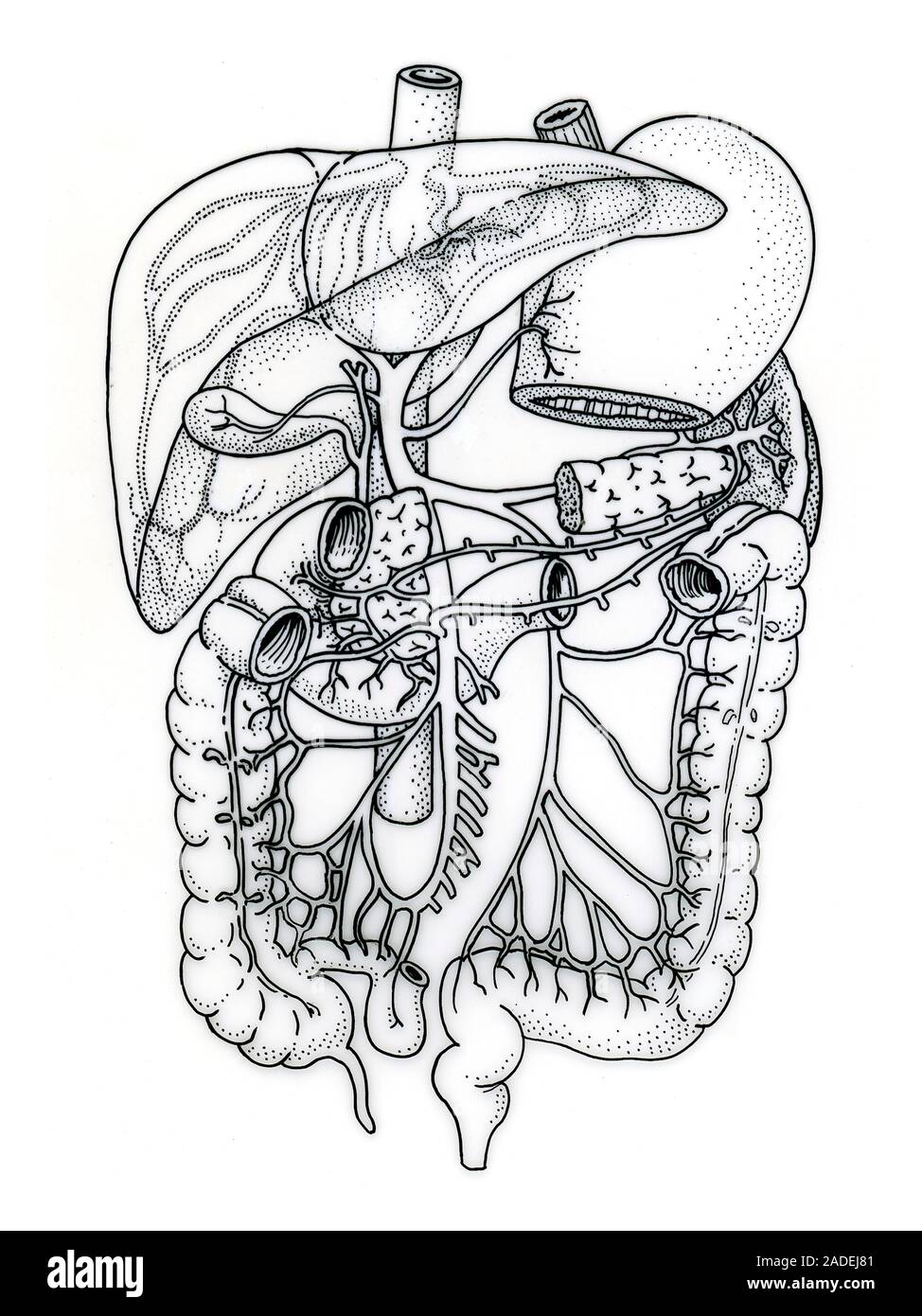 Diagrammatic depiction of the veins of the hepatic portal system. The ...