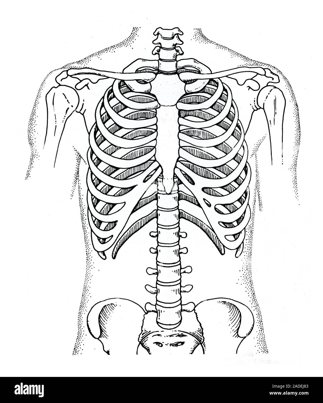 Artwork of the anatomy of the rib cage. There are 10 'true' ribs ...