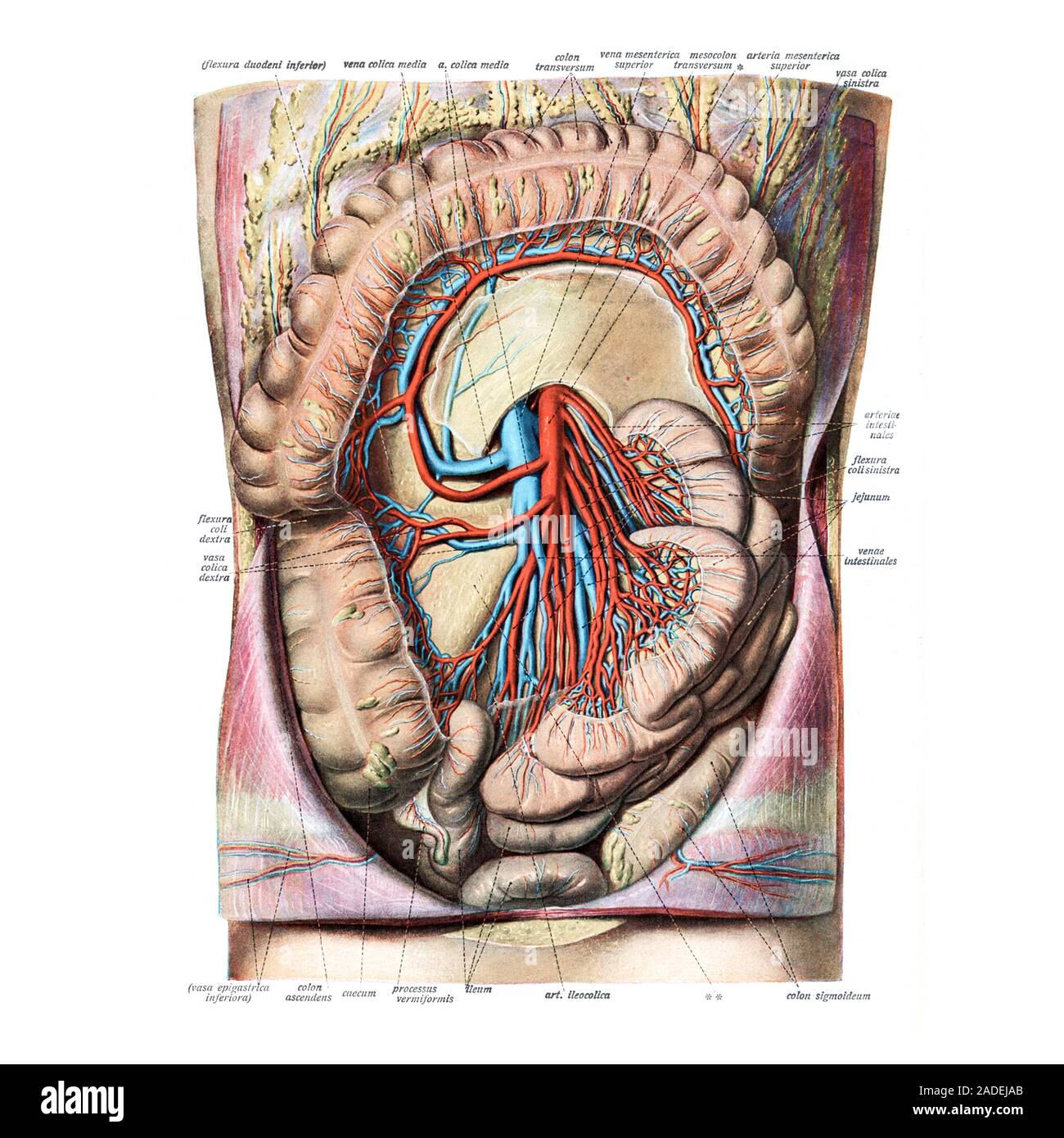 Mesenteric vessels, illustration. Superior mesenteric artery and vein ...