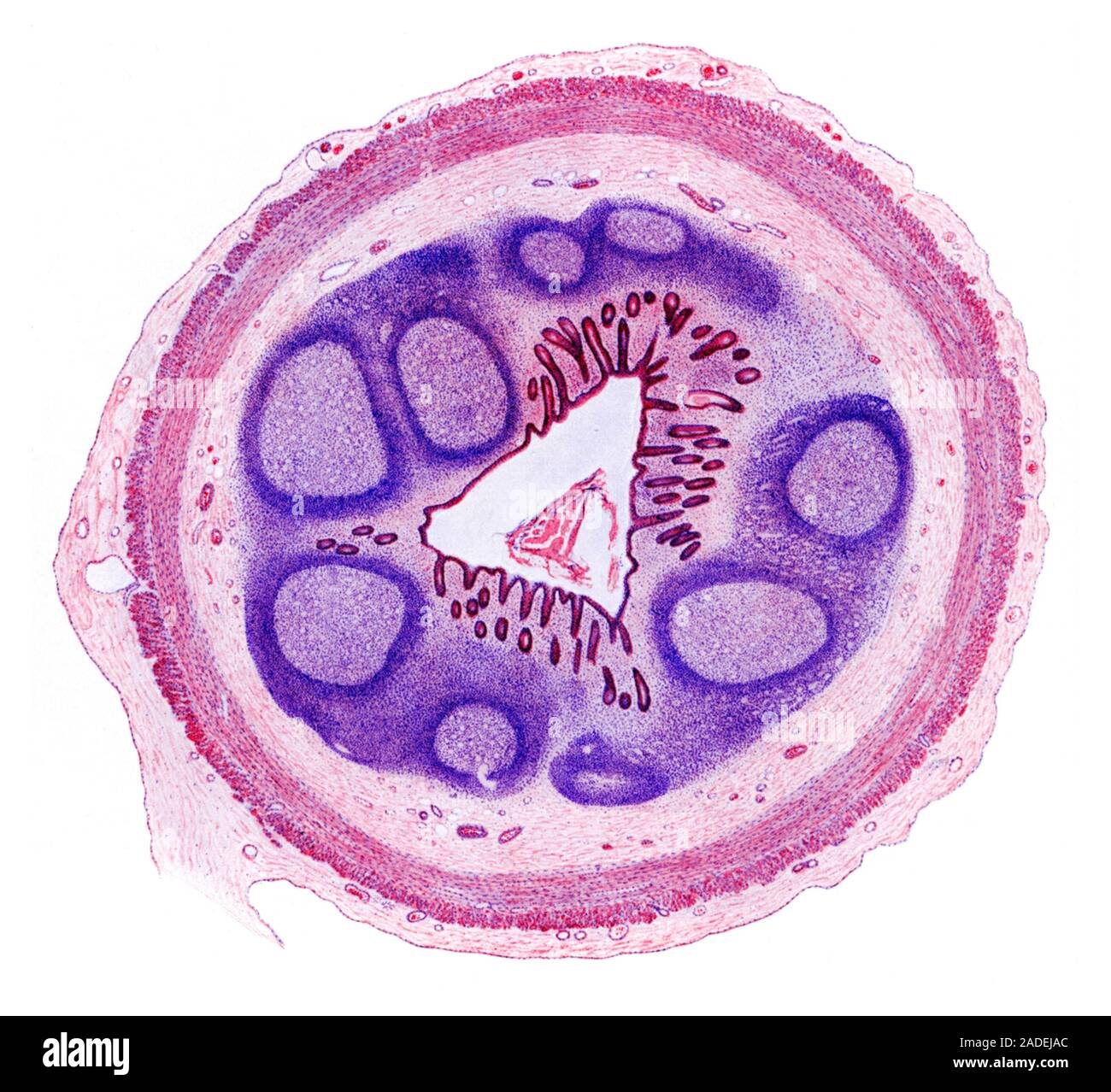 Artwork of the histology of the human appendix showing arrangement of ...