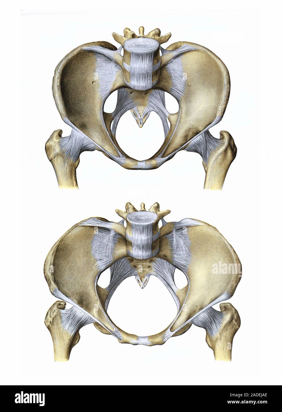 Anatomy of the male (top) and female pelvis and ligaments, illustration ...
