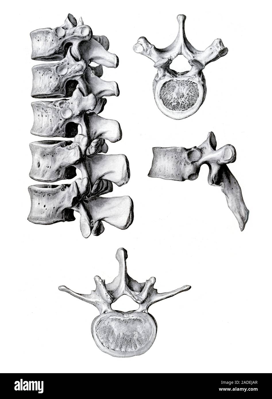 Illustrations of thoracic and lumbar vertebral bodies. The 10th -12th ...
