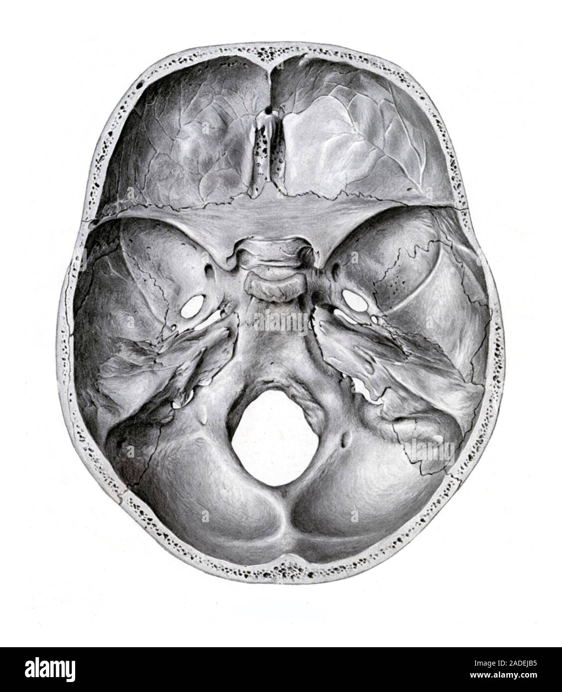 Illustration of the inner surface of the floor or base of the human ...