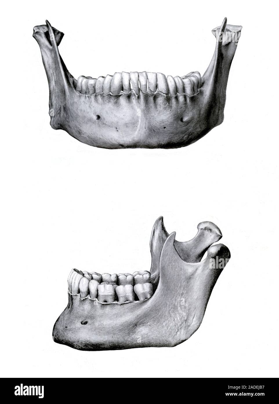 Illustrations of the human mandible seen from in front (upper) and from ...