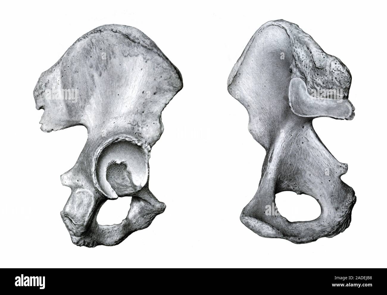 Illustrations of the pelvic bone seen from the outer surface (left) and ...