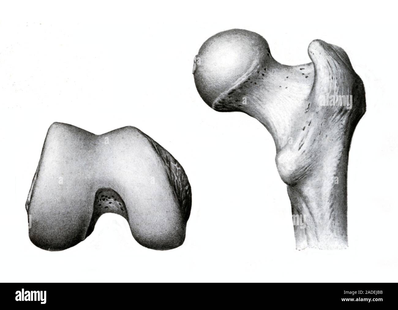 Illustrations of the upper (right) and lower (left) ends of the right ...