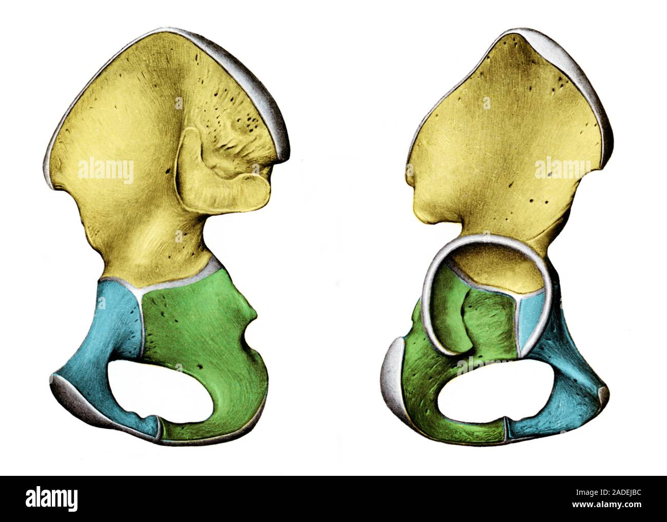 Illustrations of the right pelvic bone of a five year old child. The ...