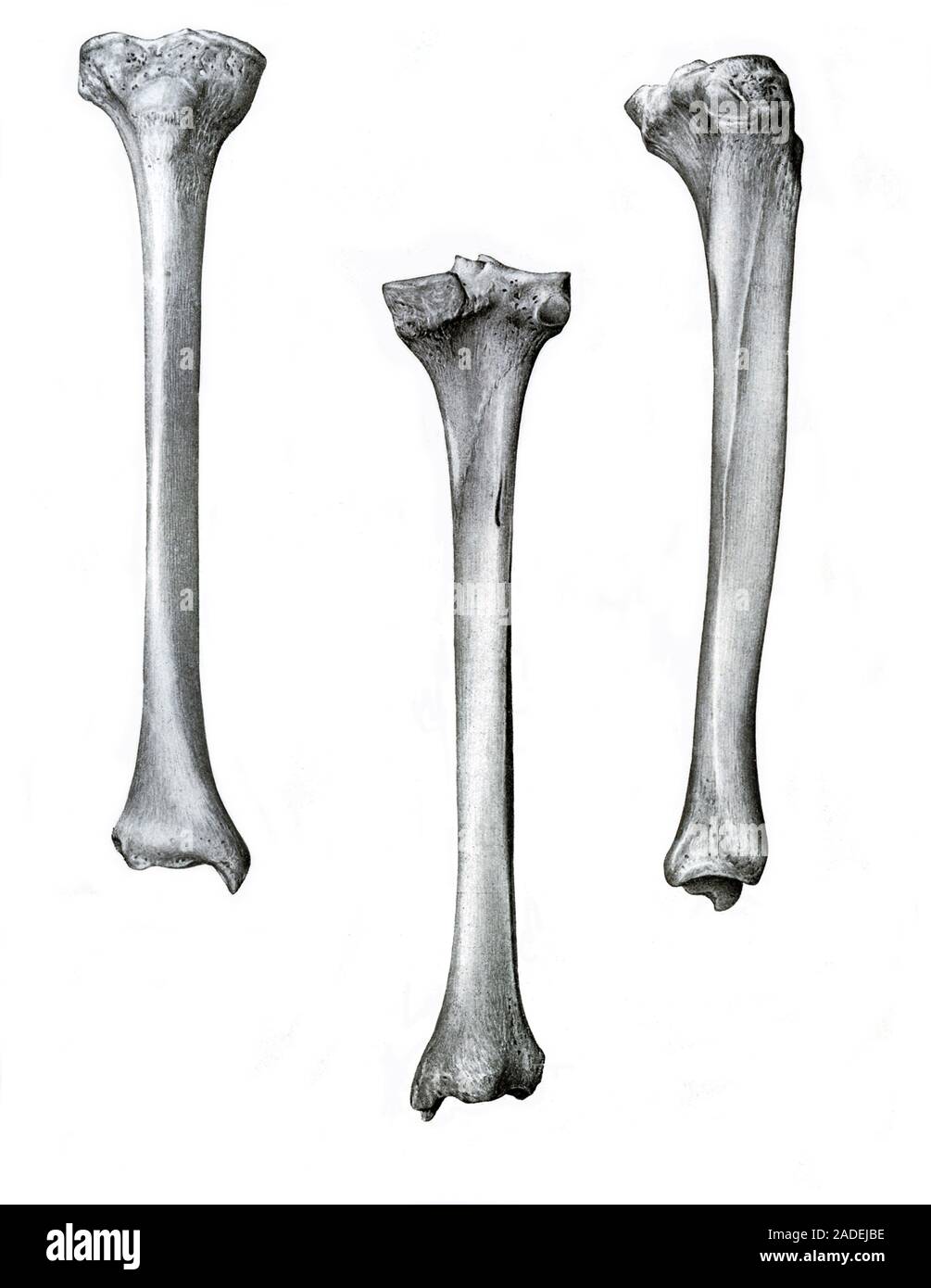 Illustrations of the right tibia. Seen from in front (left), behind ...