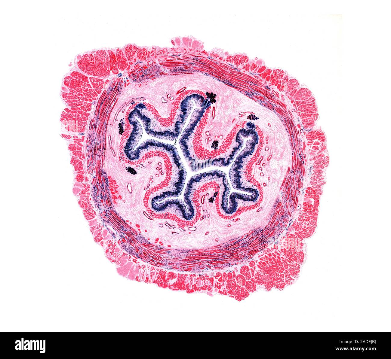 Artwork of histology of the human oesophagus in cross-section. Bounded ...