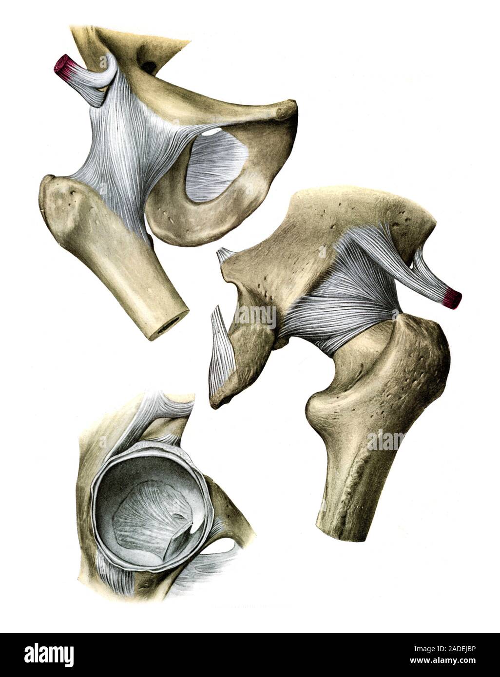 Illustrations of the right hip joint from the front (upper), from ...