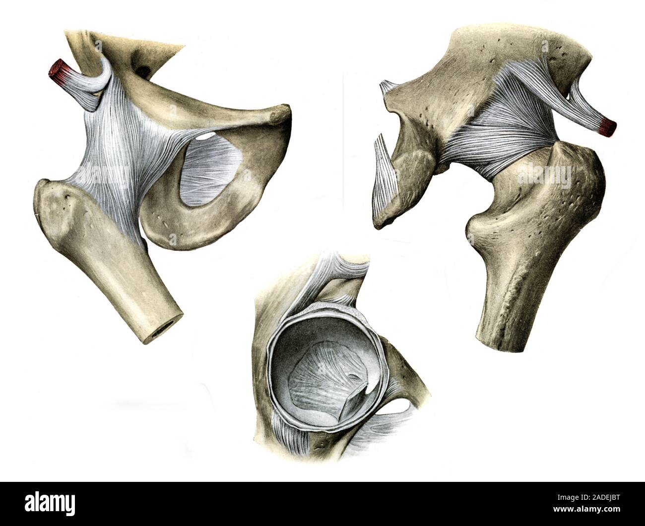 Illustrations of the right hip joint from the front (left), from behind ...